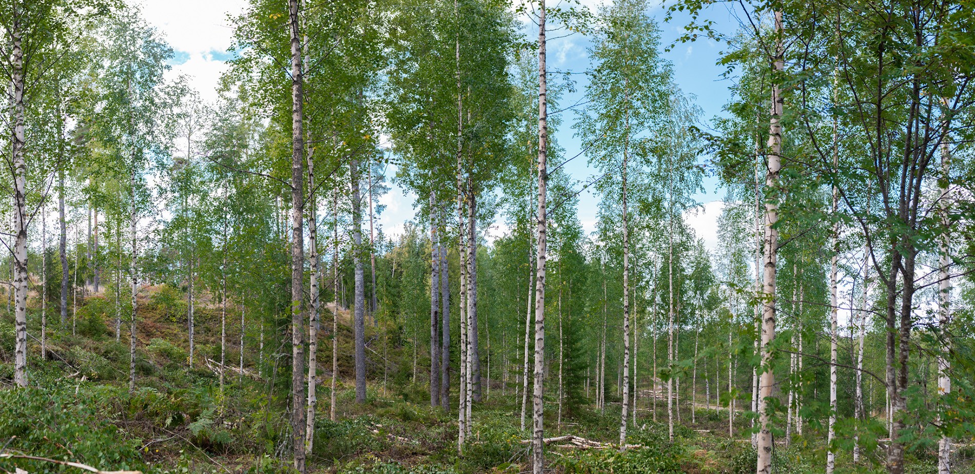 Kymenlaakso - Metsätilat.fi